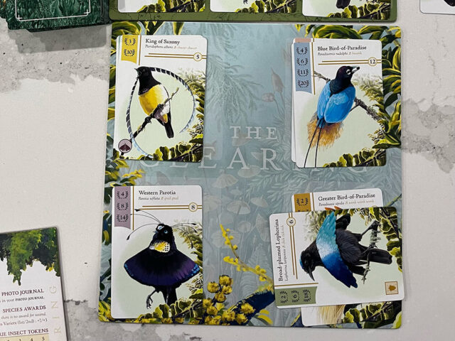 Birdwatcher Review - Board Game Quest